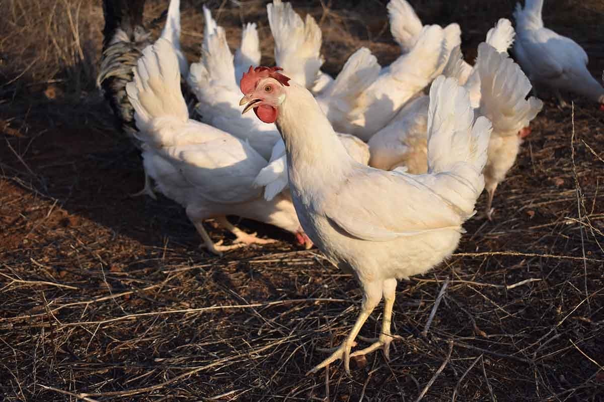 Κότες αυγοπαραγωγής - Ποιές κότες γεννούν πολλά αυγά;