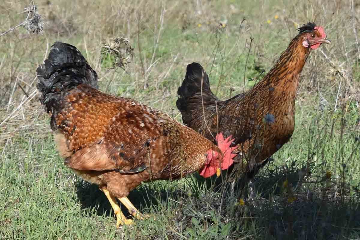 Ελληνικές - βλάχικες κότες - Πώληση ντόπιας ελληνικής κότας